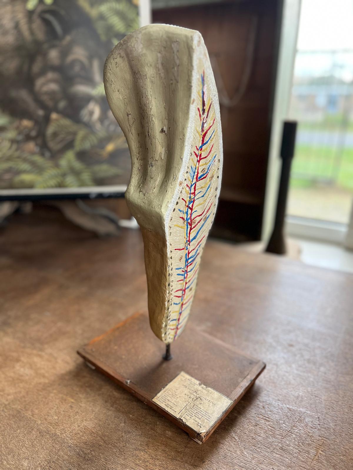 Antique 1960s Eastern European XL Plaster School Model of a tooth ...
